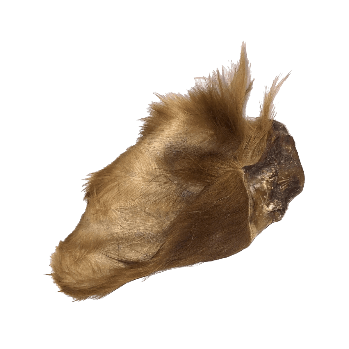 Cotswold Raw Cow Ears - 1 piece – Thaxted Pet Co.